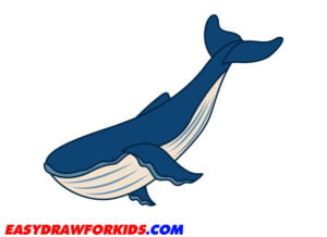 How To Draw A Whale – 7 Ways (With Pictures)