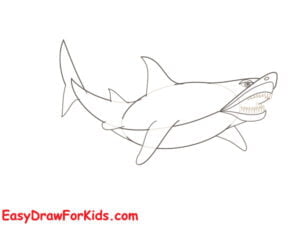 How To Draw A Shark - 7 Ways (With Pictures)