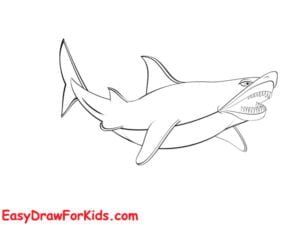 How To Draw A Shark - 7 Ways (With Pictures)