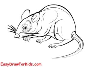How To Draw A Mouse - 5 Ways (With Pictures)