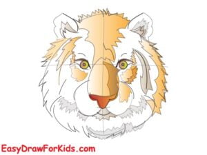 How To Draw A Tiger - 6 Ways (With Pictures)