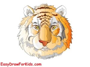 How To Draw A Tiger - 6 Ways (With Pictures)