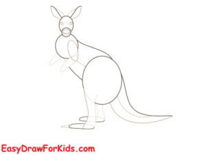 How To Draw A Kangaroo - 4 Ways (With Pictures)