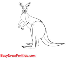 How To Draw A Kangaroo - 4 Ways (With Pictures)