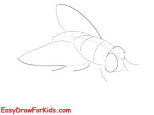 How To Draw A Fly - 4 Ways (With Pictures)