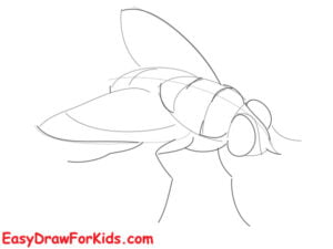 How To Draw A Fly - 4 Ways (With Pictures)