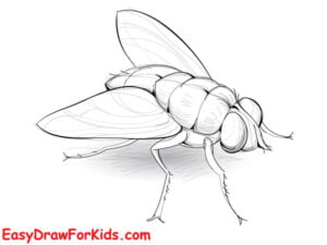 How To Draw A Fly - 4 Ways (With Pictures)