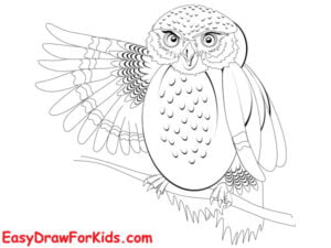 How To Draw An Owl - 7 Ways (With Pictures)