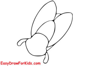 How To Draw A Fly - 4 Ways (With Pictures)