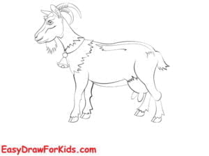How To Draw A Goat - 4 Ways (With Pictures)