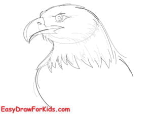 How To Draw An Eagle - 4 Ways (With Pictures)