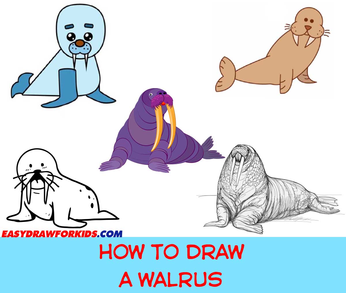 How To Draw A Walrus - 9 Ways (With Pictures)