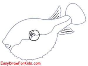 How To Draw A Fish - 14 Ways (With Pictures)