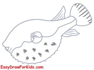 How To Draw A Fish - 14 Ways (With Pictures)