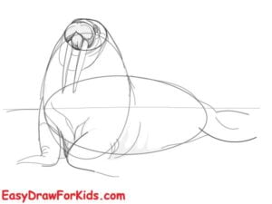 How To Draw A Walrus - 9 Ways (With Pictures)