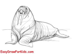 How To Draw A Walrus - 9 Ways (With Pictures)