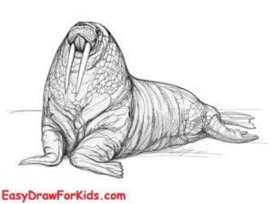 How To Draw A Walrus - 9 Ways (With Pictures)