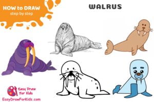 How To Draw A Walrus - 9 Ways (With Pictures)