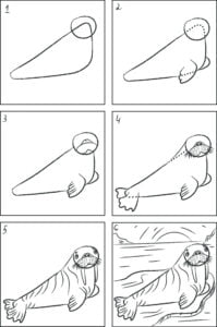 How To Draw A Walrus - 9 Ways (With Pictures)