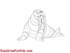 How To Draw A Walrus - 9 Ways (With Pictures)