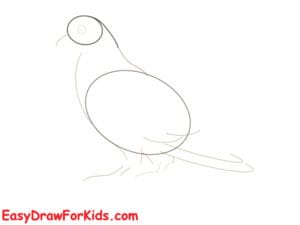 How To Draw A Pigeon - 3 Ways (With Pictures)