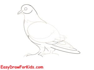 How To Draw A Pigeon - 3 Ways (With Pictures)