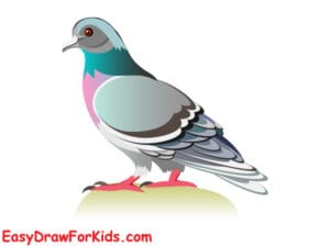 How To Draw A Pigeon - 3 Ways (With Pictures)