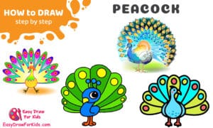 How To Draw A Peacock - 8 Ways (With Pictures)